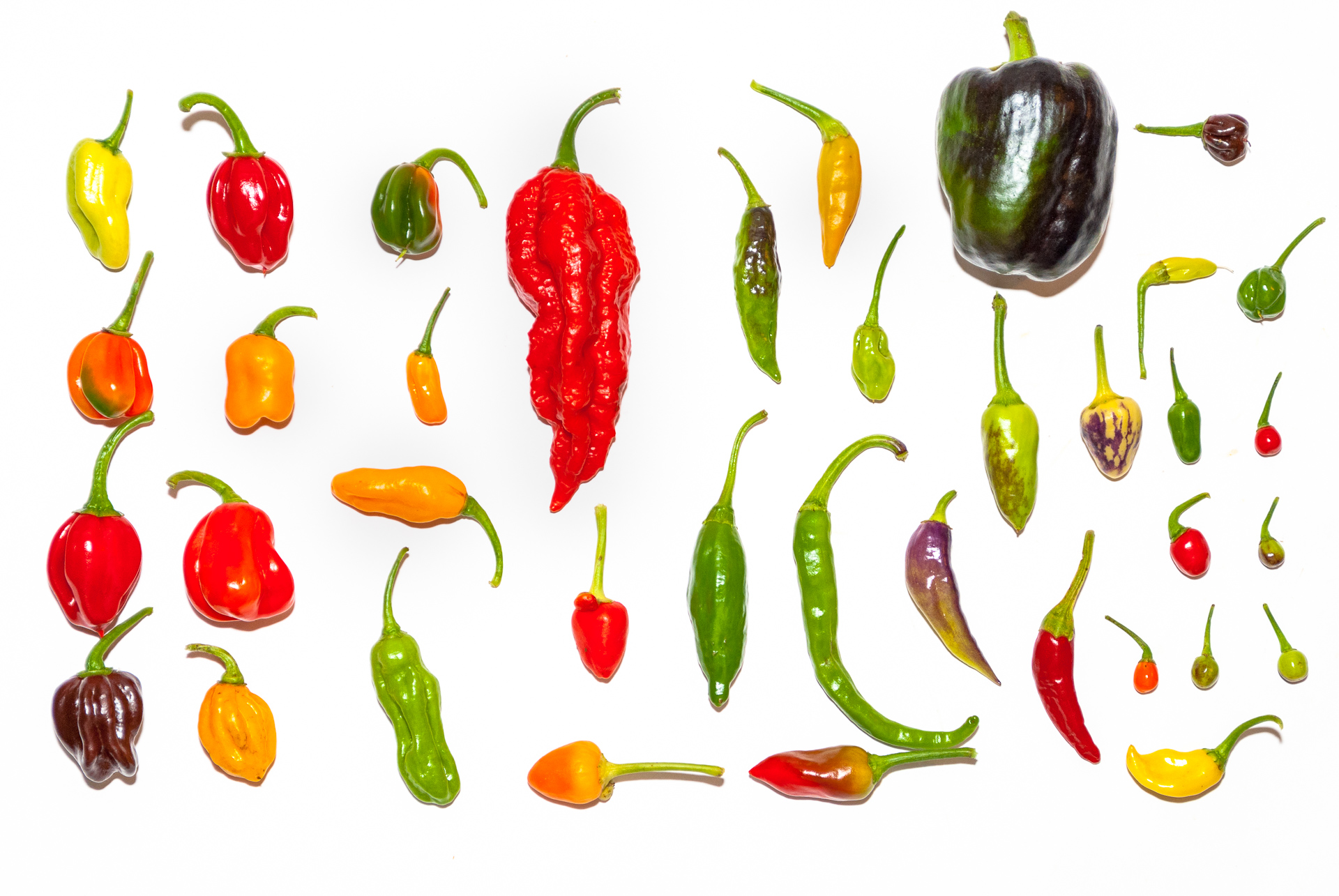 Capsicum chinense - Informationen zu Chilisorten - Capsicum chinense