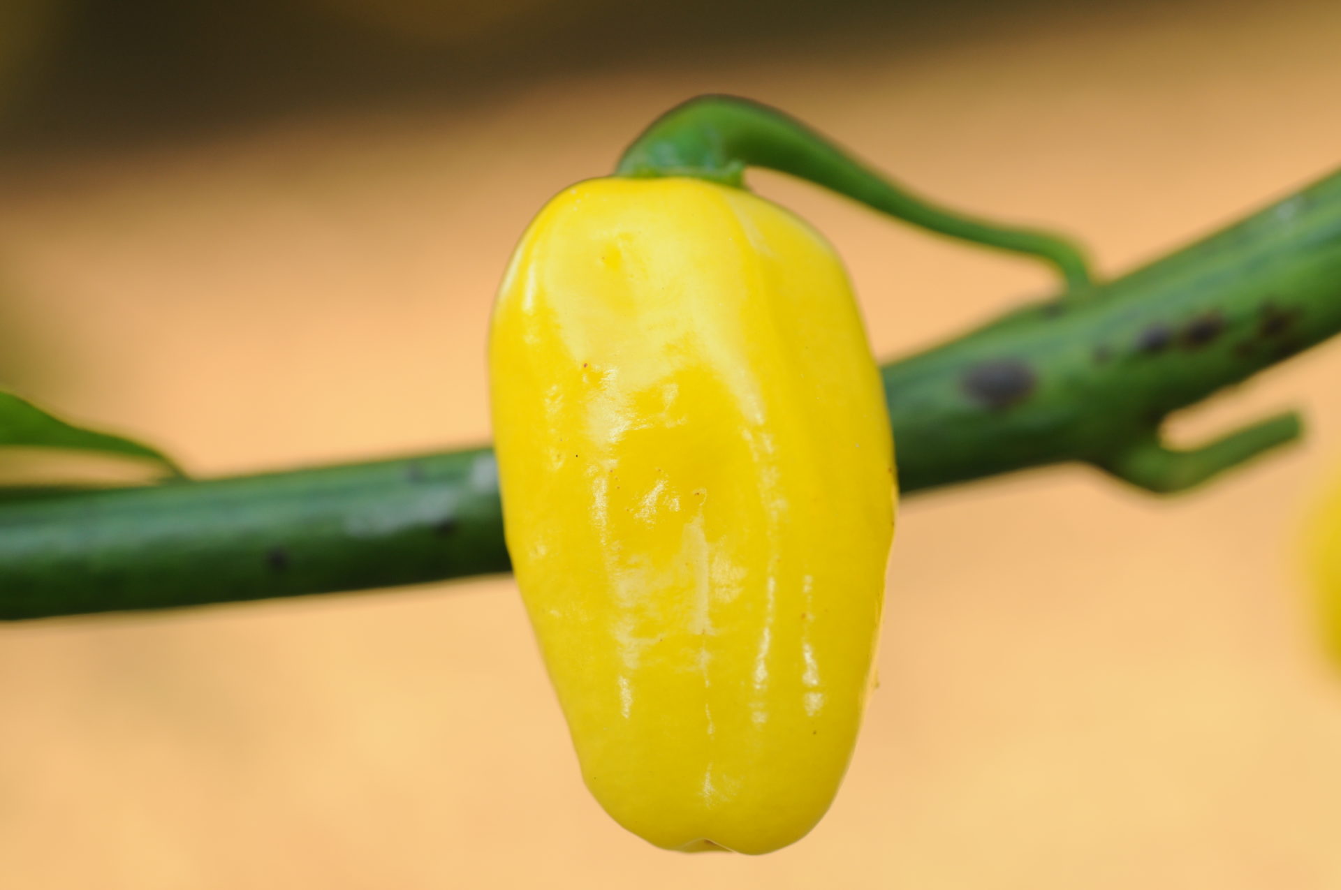 Cumari - Capsicum chinense
